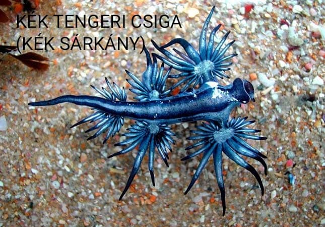 Csiga-biga :: autinfo.hu