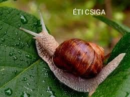 Csiga-biga :: autinfo.hu