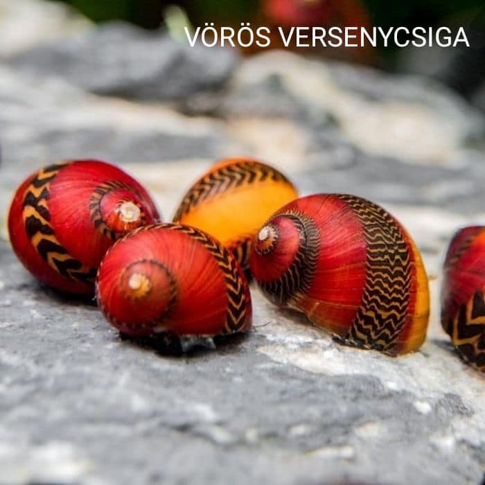 Csiga-biga :: autinfo.hu