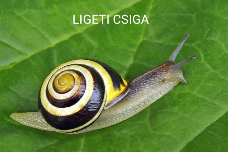 Csiga-biga :: autinfo.hu